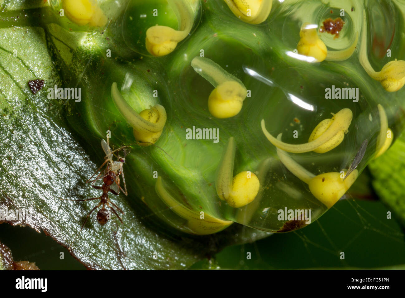 Glass frog eggs hi-res stock photography and images - Alamy