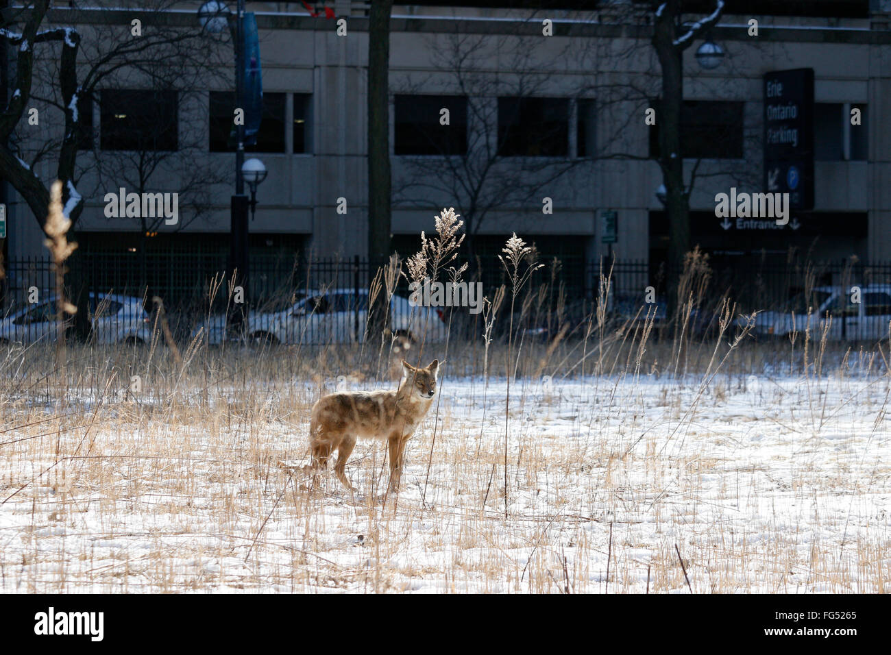 Chicago, USA 17th February 2016. An urban coyote makes itself at home ...