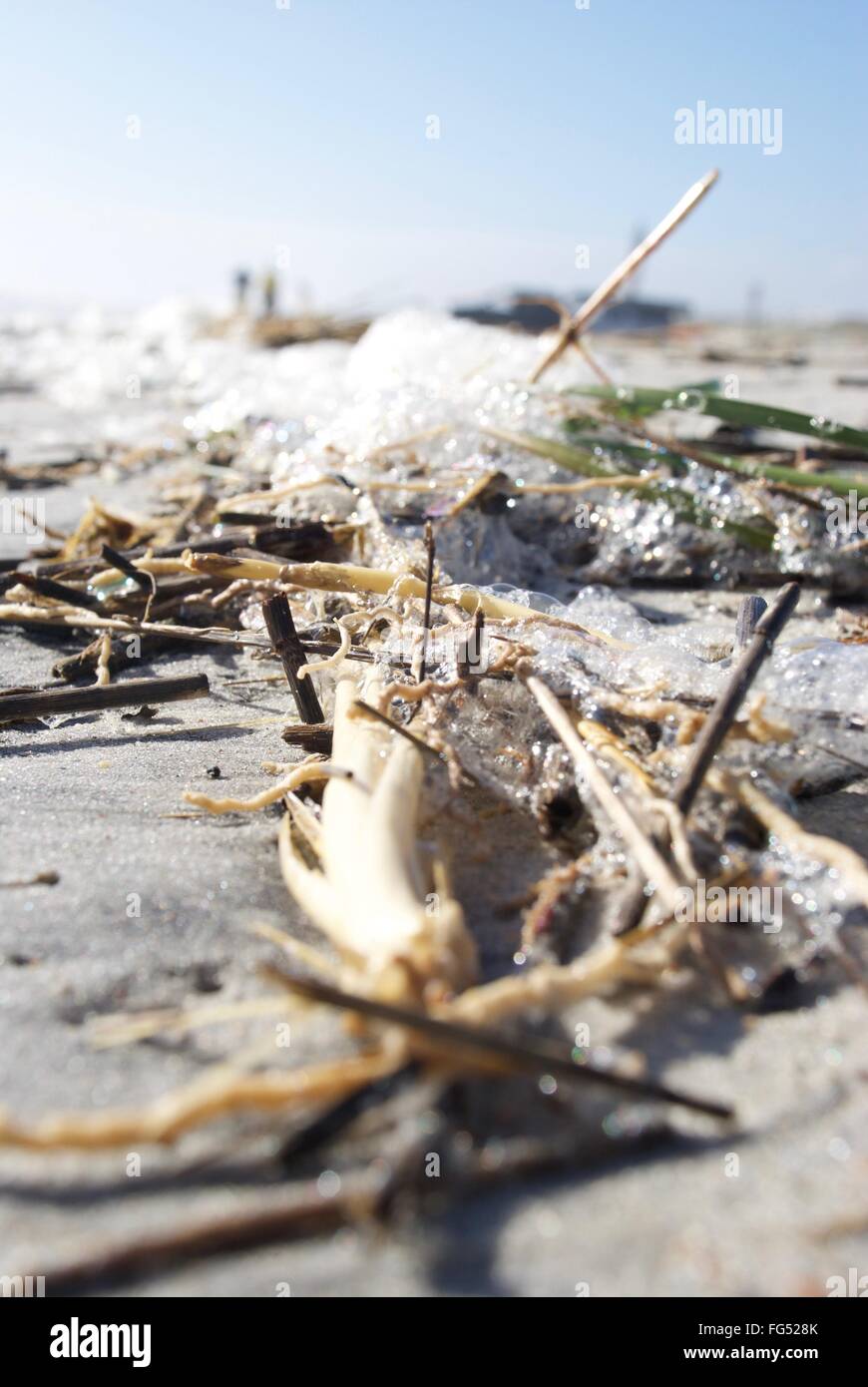 Seaweed and foam Stock Photo - Alamy