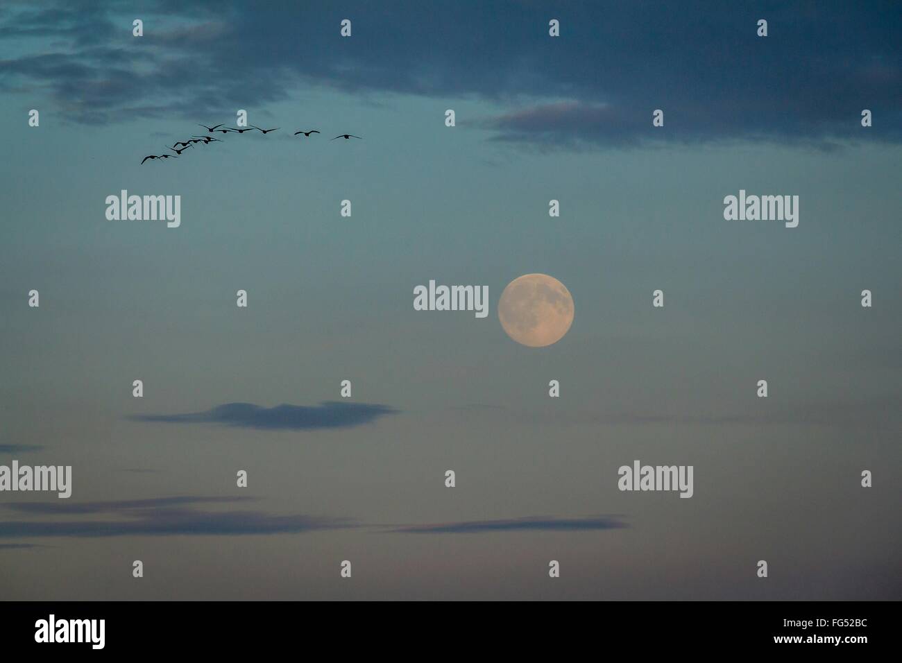 Birds Flying At Dusk Stock Photo - Alamy
