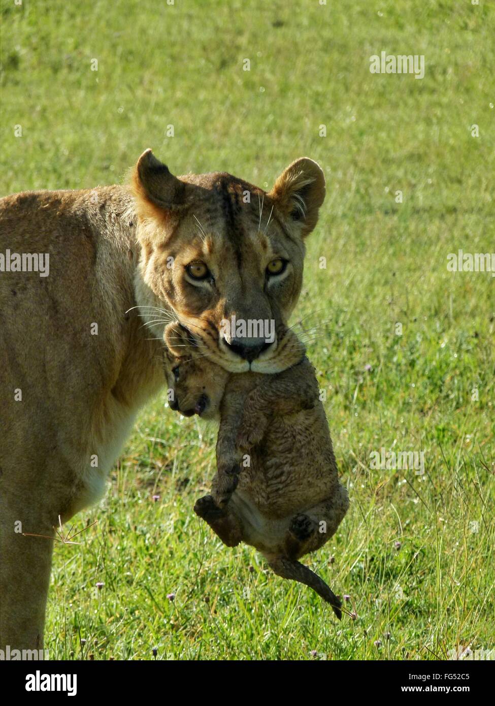 Lioness Carrying Cub High Resolution Stock Photography and Images - Alamy