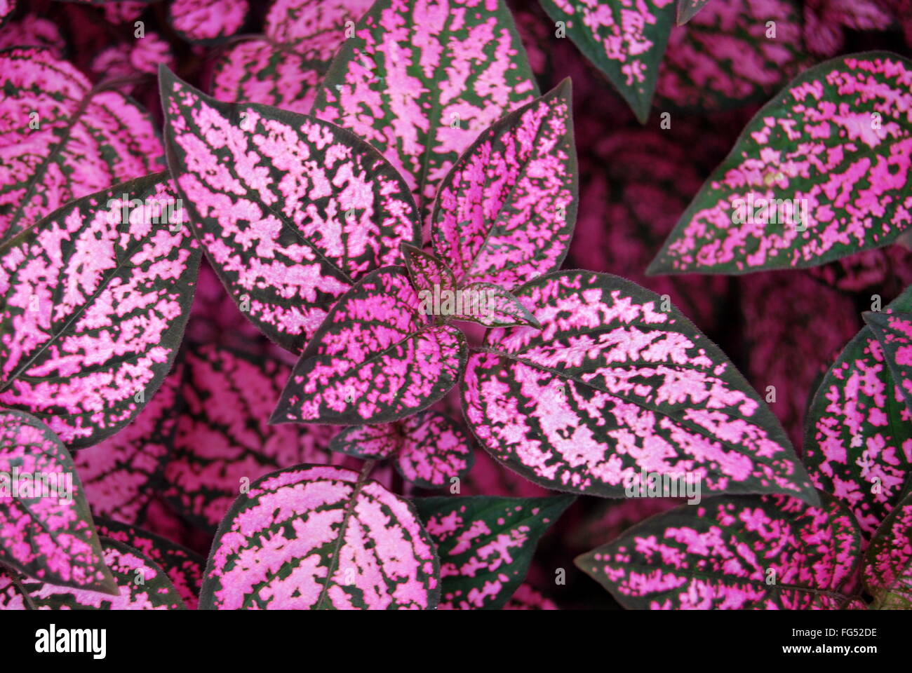 Spotted leaves hi-res stock photography and images - Alamy