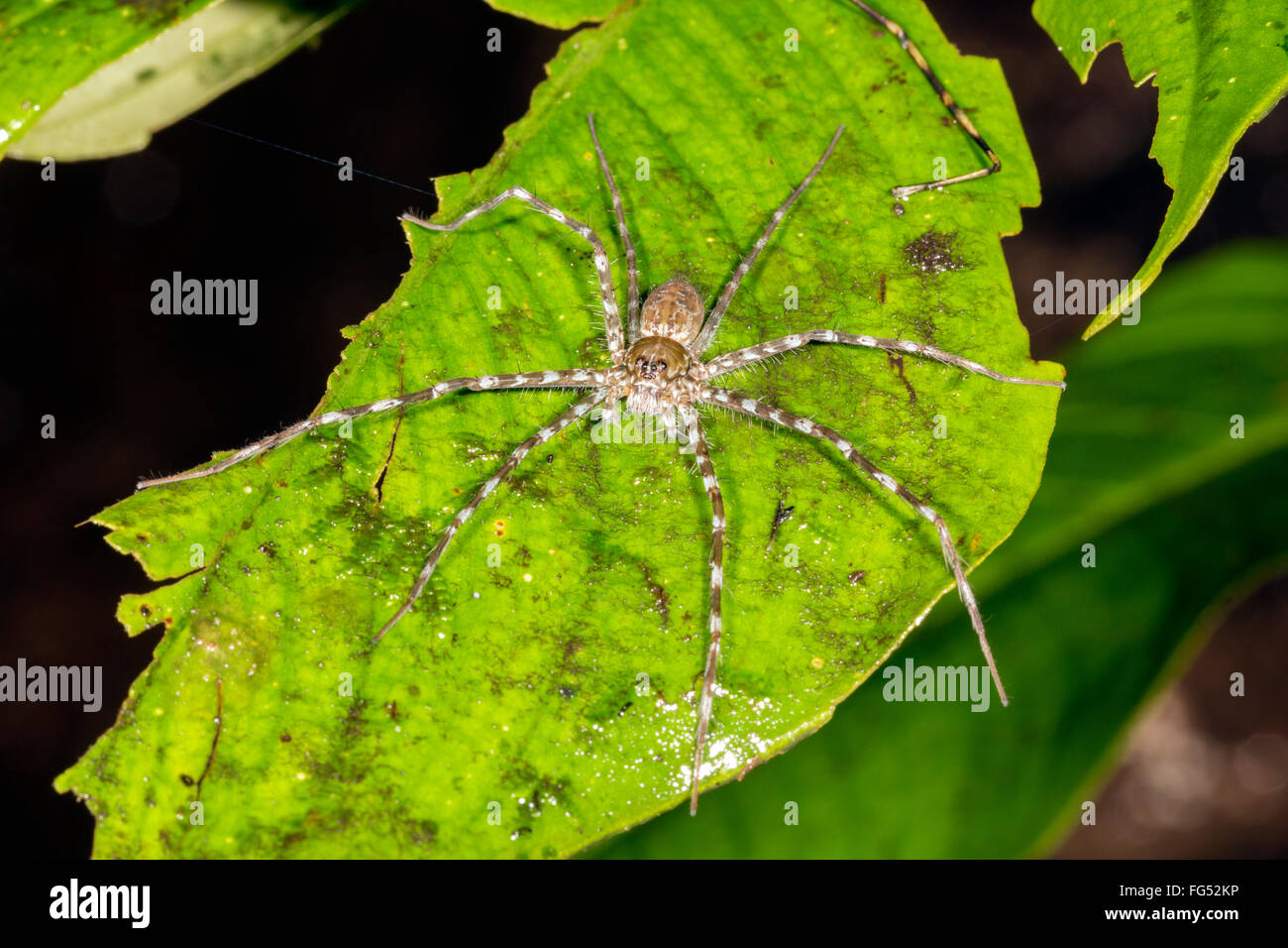 Wandering spider family Ctenidae lon a leaf in the rainforest, Pastaza ...