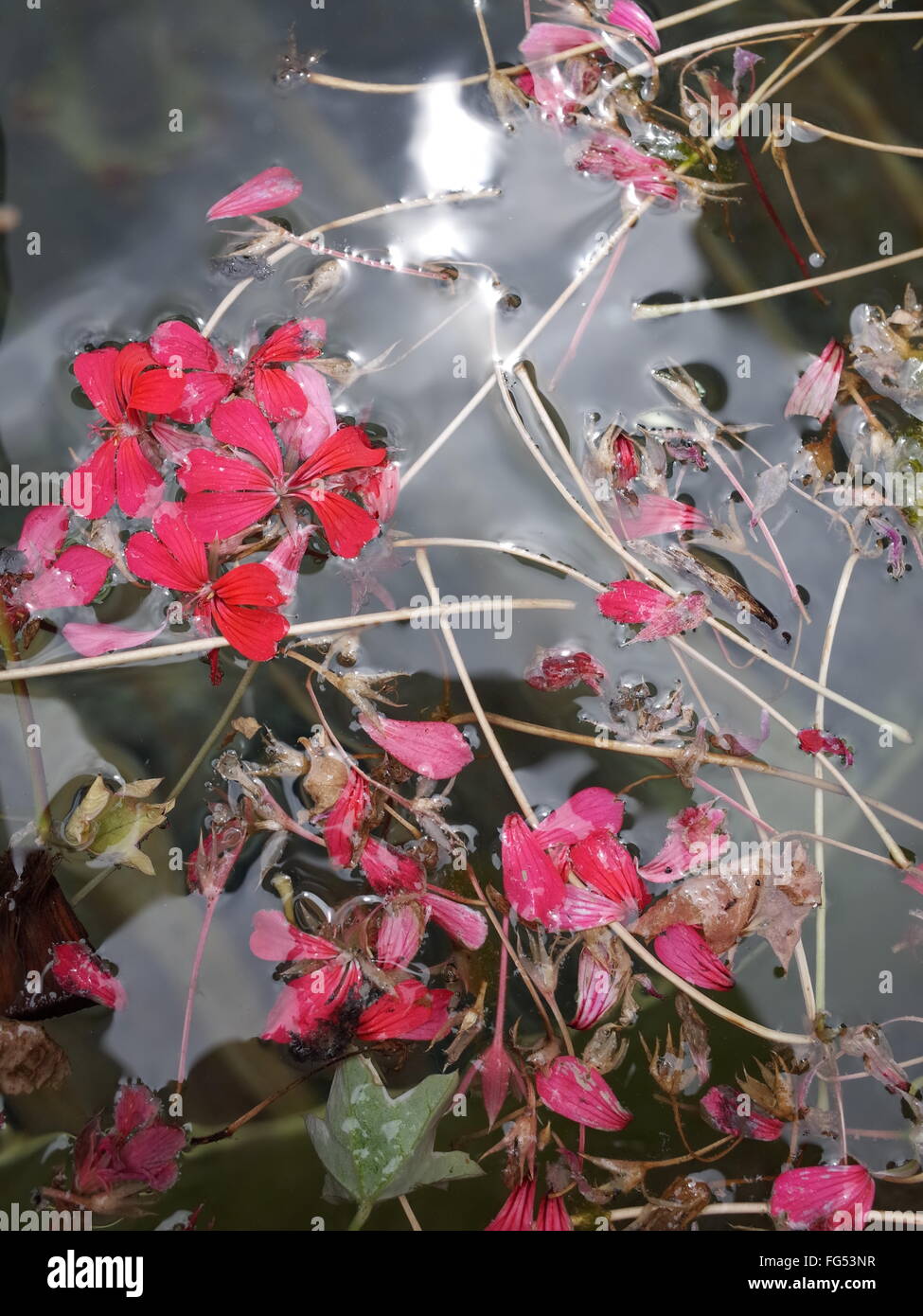 Floating twig hi-res stock photography and images - Alamy