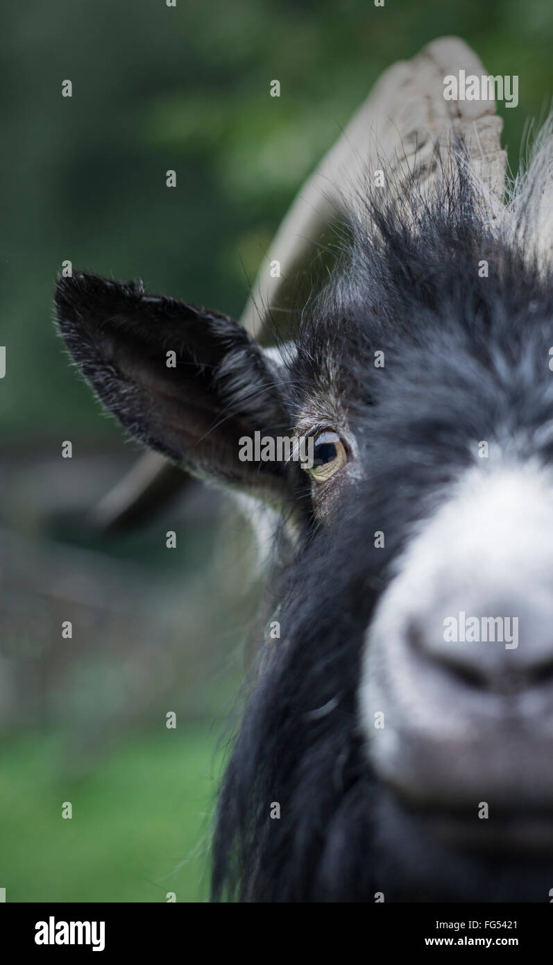 Goat face hi-res stock photography and images - Alamy