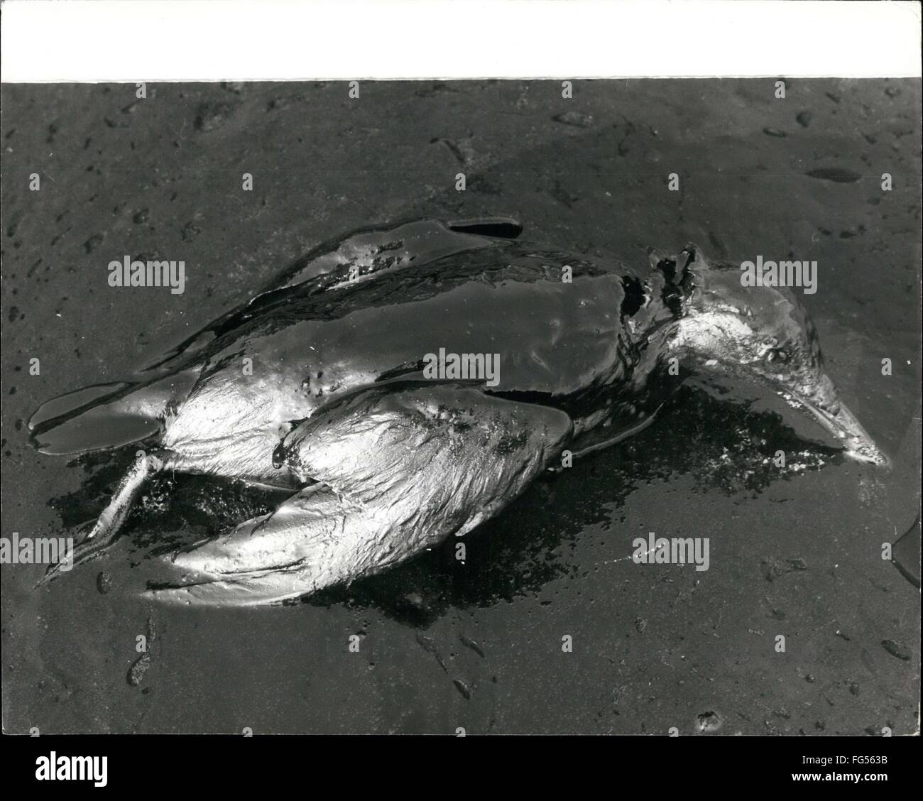 1980 - Mediterrean Pollution. © Keystone Pictures USA/ZUMAPRESS.com ...
