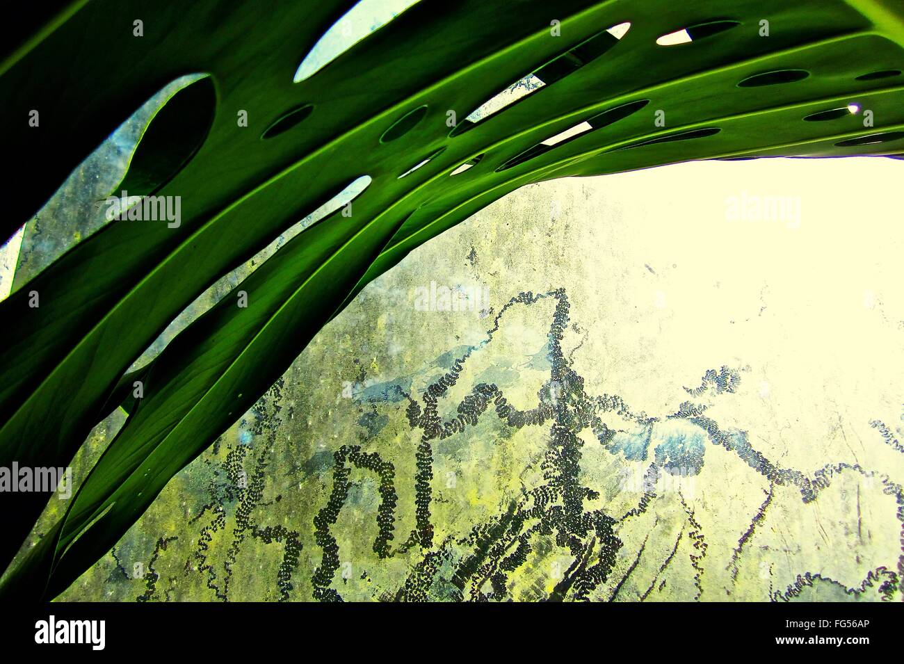 Algae Glass High Resolution Stock Photography and Images - Alamy