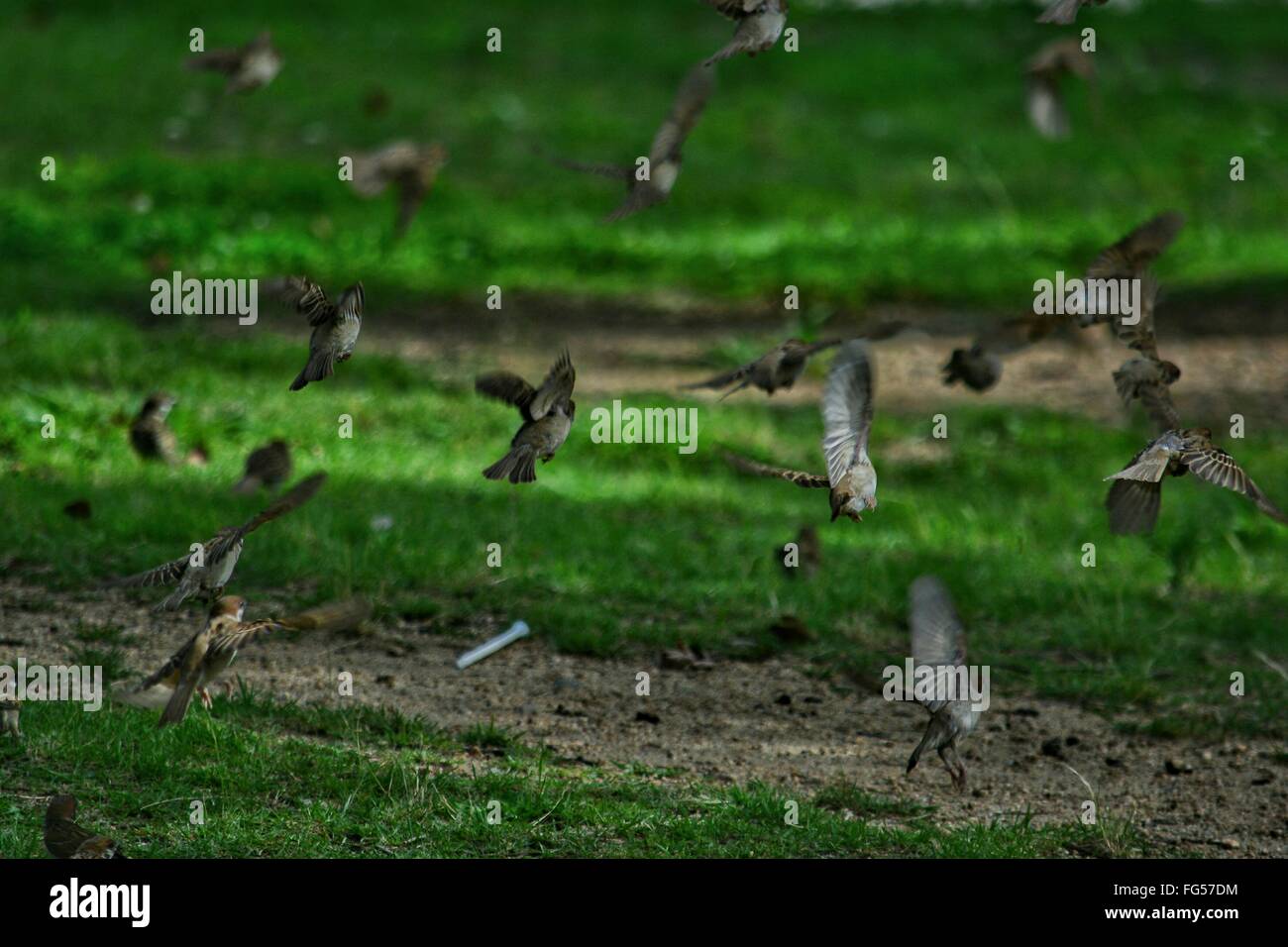 Sparrows Flying Over Grassy Field Stock Photo - Alamy