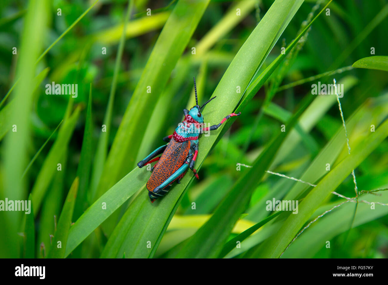 Foaming grasshopper hi-res stock photography and images - Alamy