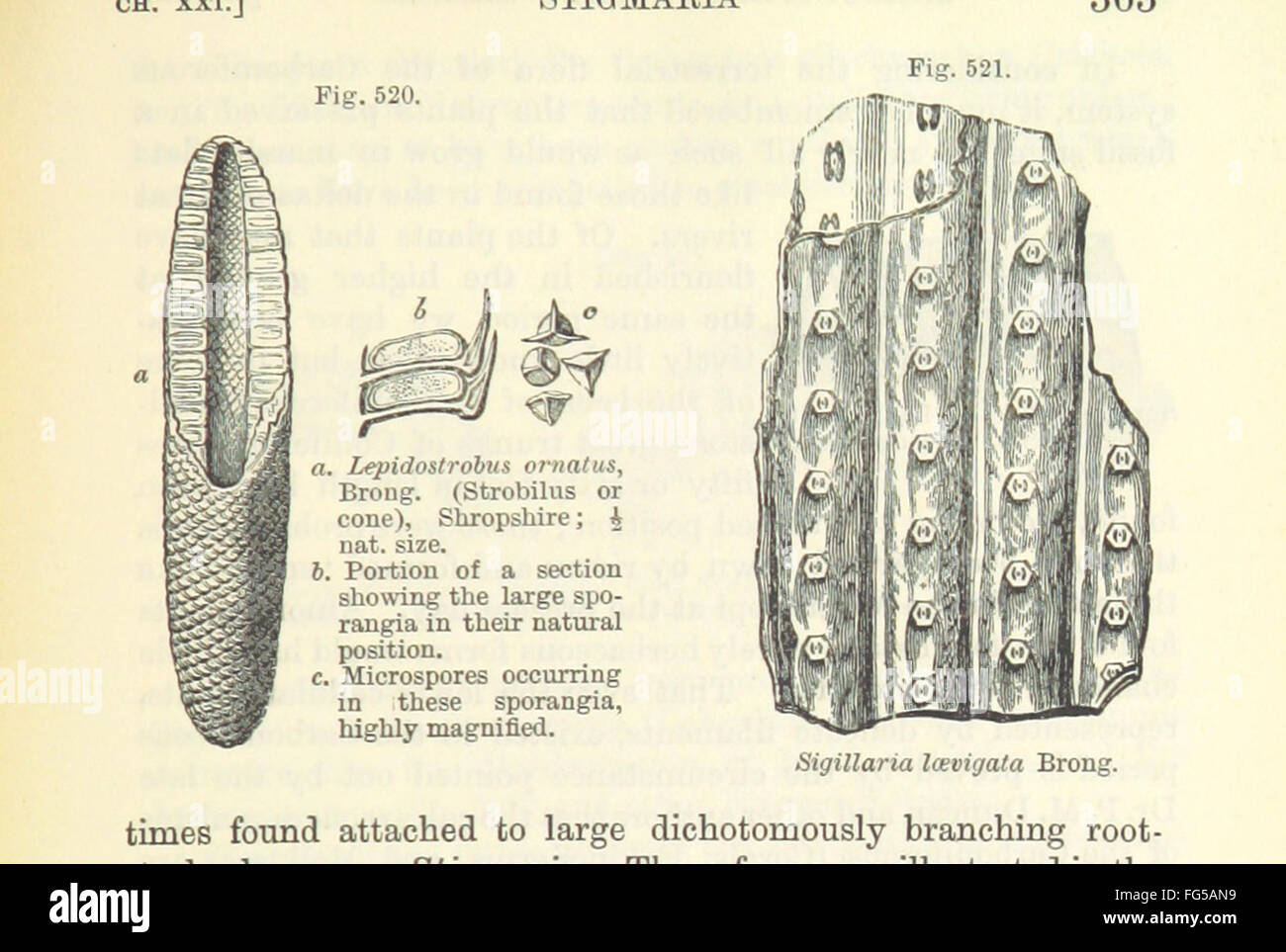 'The Student's Lyell' is a textbook on elementary geology edited by J.W ...