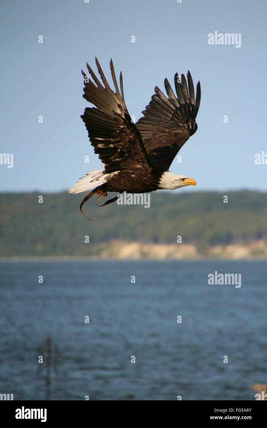 Bald eagle flying over water hi-res stock photography and images - Alamy