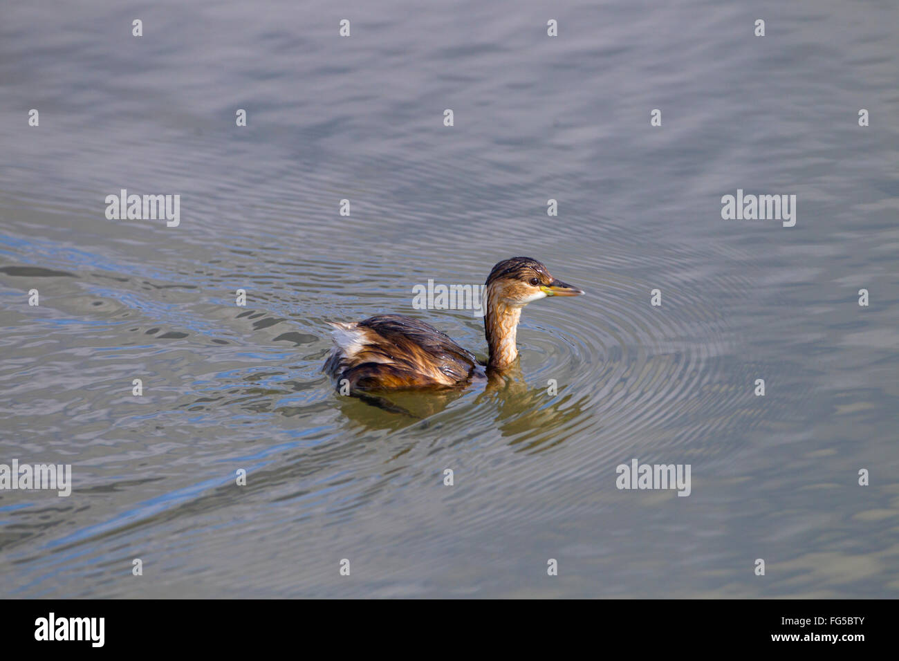 Little grebe winter hi-res stock photography and images - Alamy