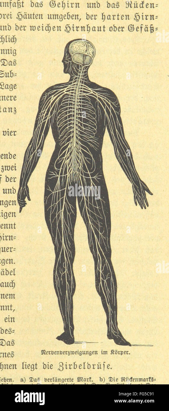 'Der Mensch und seine Rassen' explores human races and the concept of ...