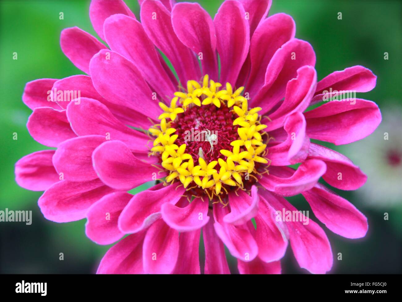 Spider in Flower Stock Photo - Alamy