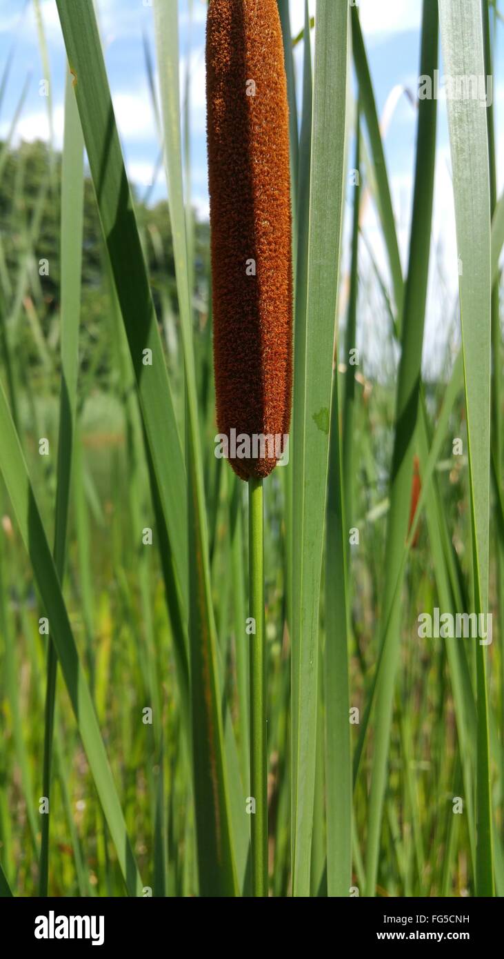 Cattail growing hi-res stock photography and images - Alamy