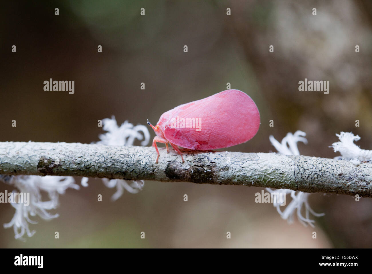 Flatid bugs hi-res stock photography and images - Alamy