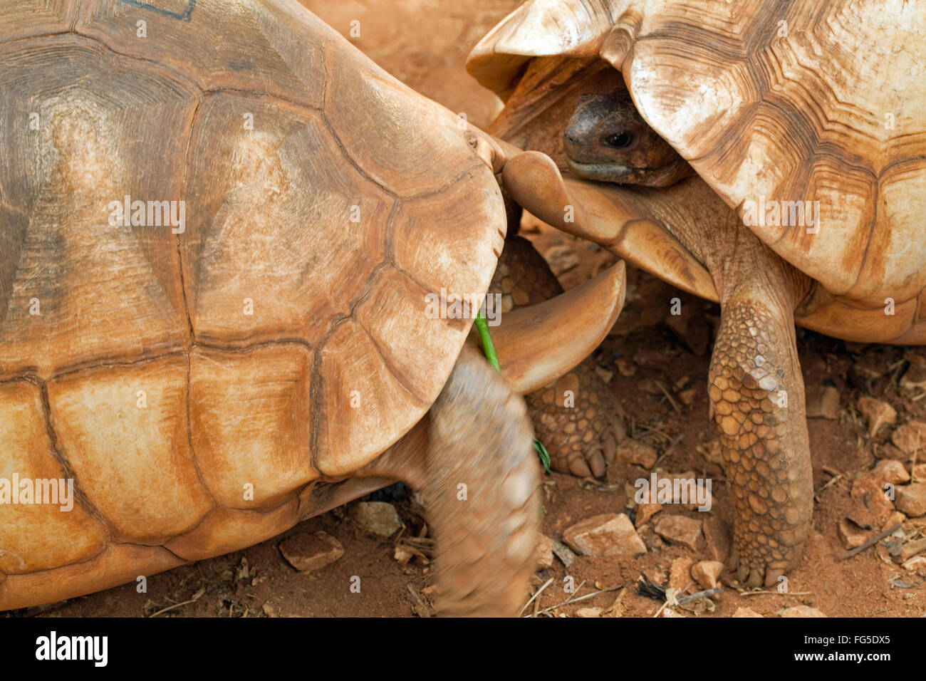Angonoka hi-res stock photography and images - Alamy
