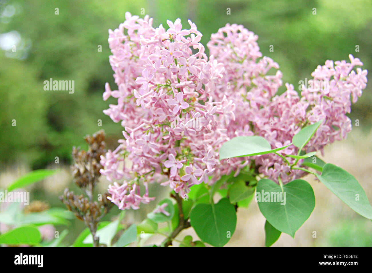 Purple lilacs in spring bloom Stock Photo - Alamy