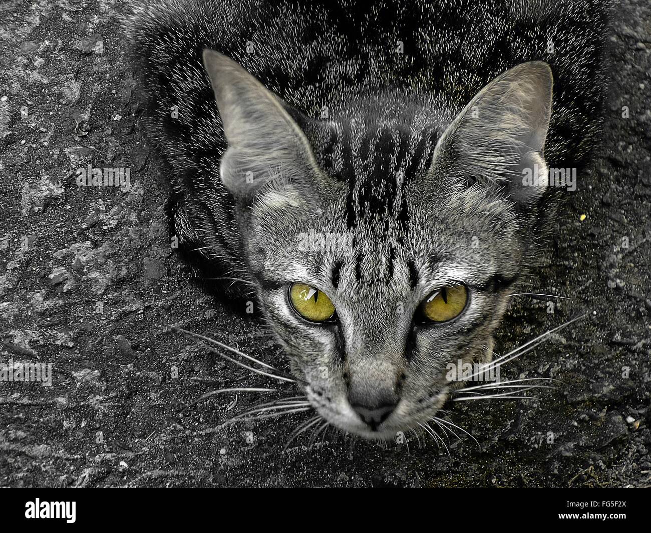 Cat Looking At Camera Stock Photo - Alamy