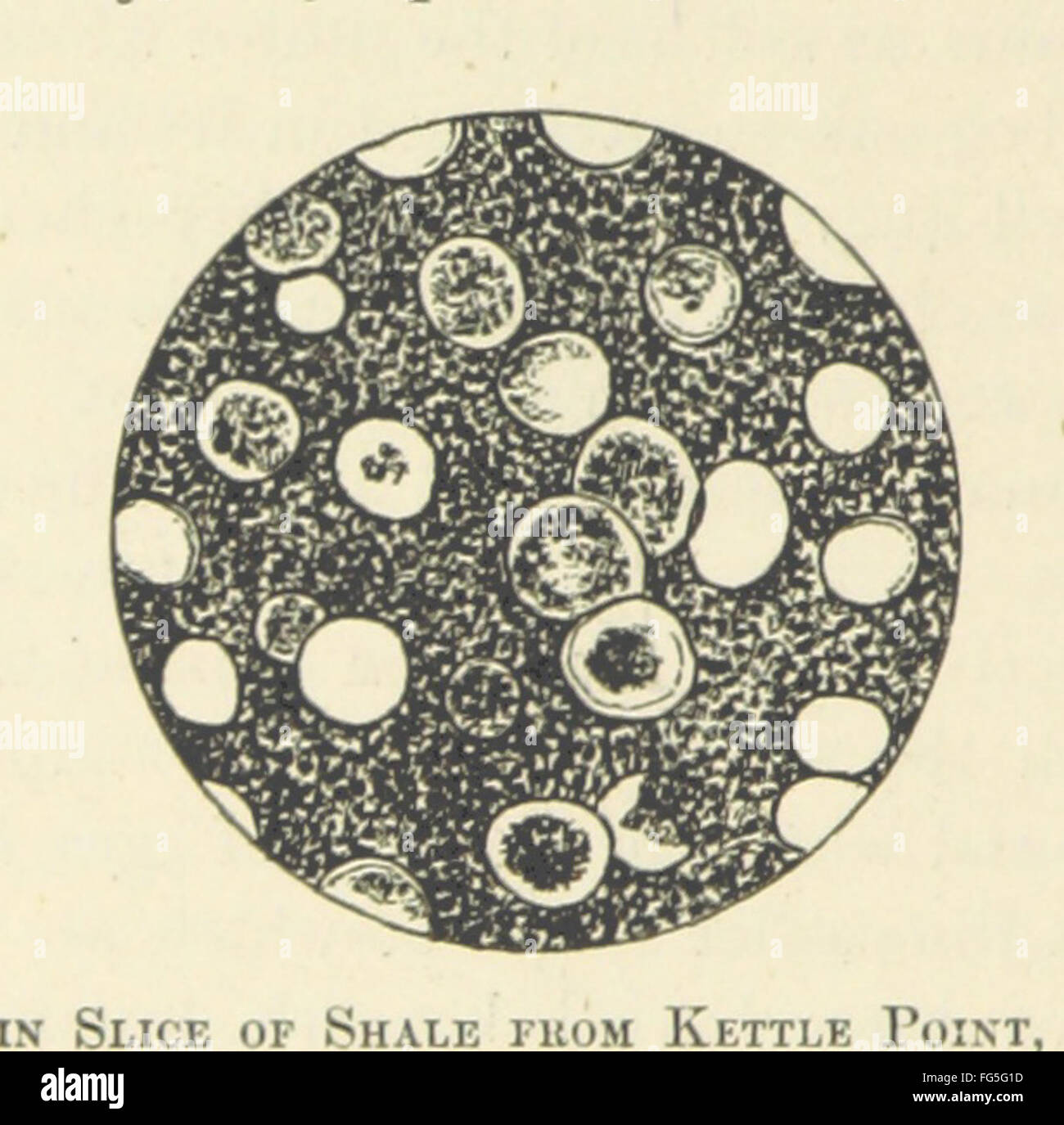 This vintage book offers an illustrated account of the Earth's history ...