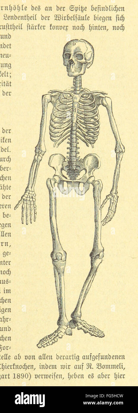 'Der Mensch und seine Rassen' is a vintage book exploring human races ...