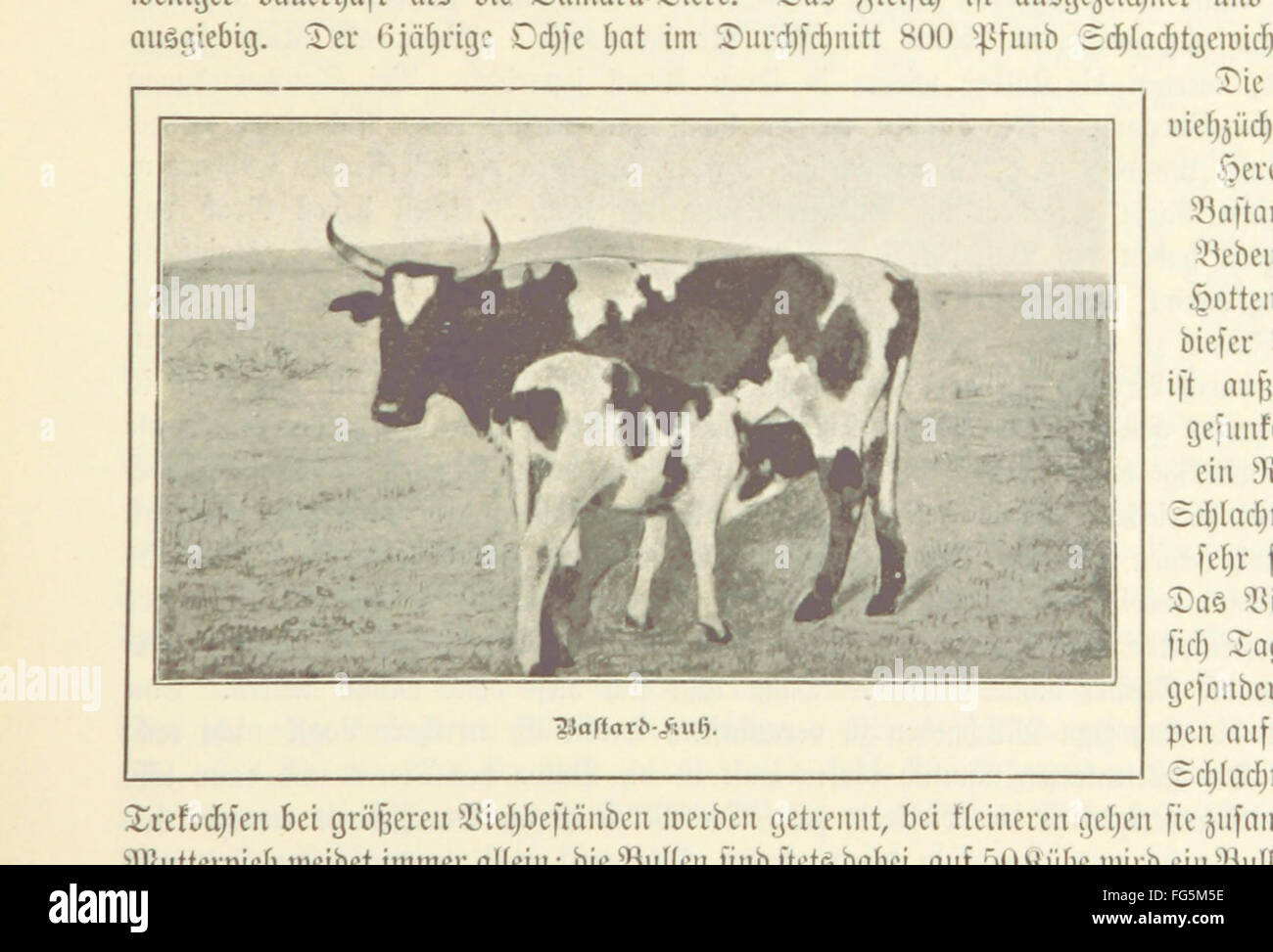 'Nama und Damara' offers an in-depth examination of the Nama and Damara ...