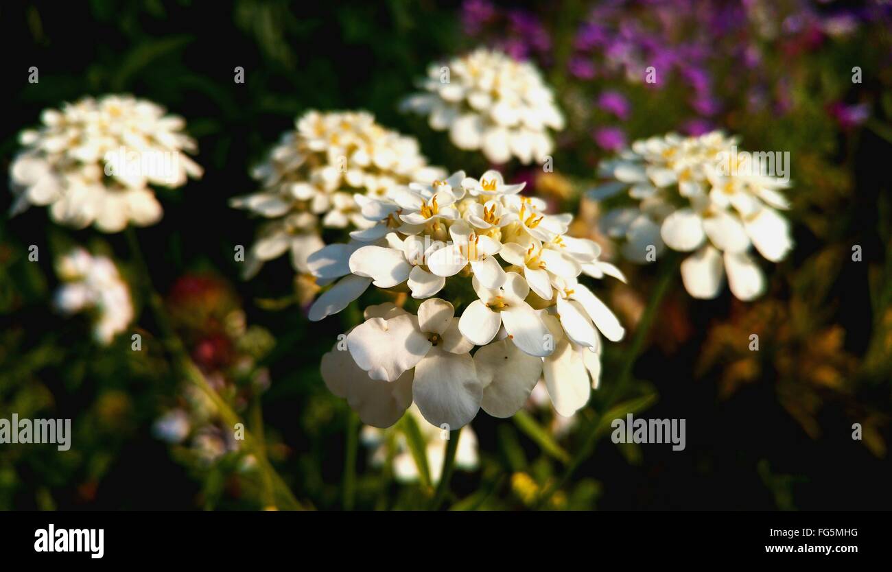 White candytuft hi-res stock photography and images - Alamy