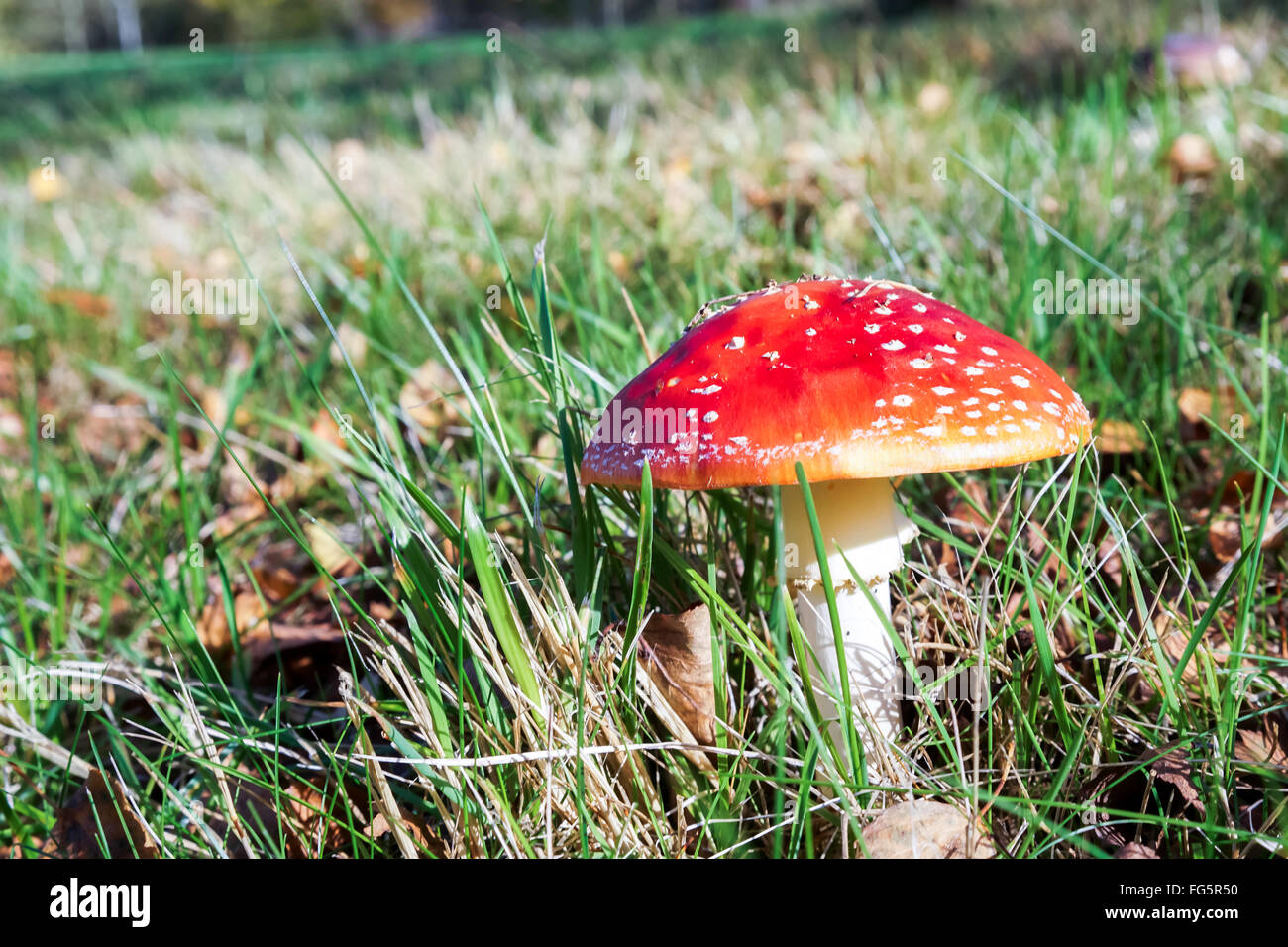 Fly Agaric Toadstool (Amanita muscaria Stock Photo - Alamy