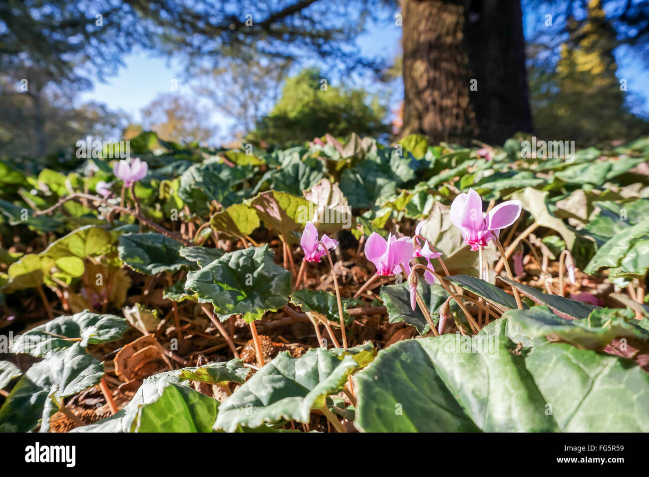 Wild Cyclamen (Persicum Stock Photo - Alamy