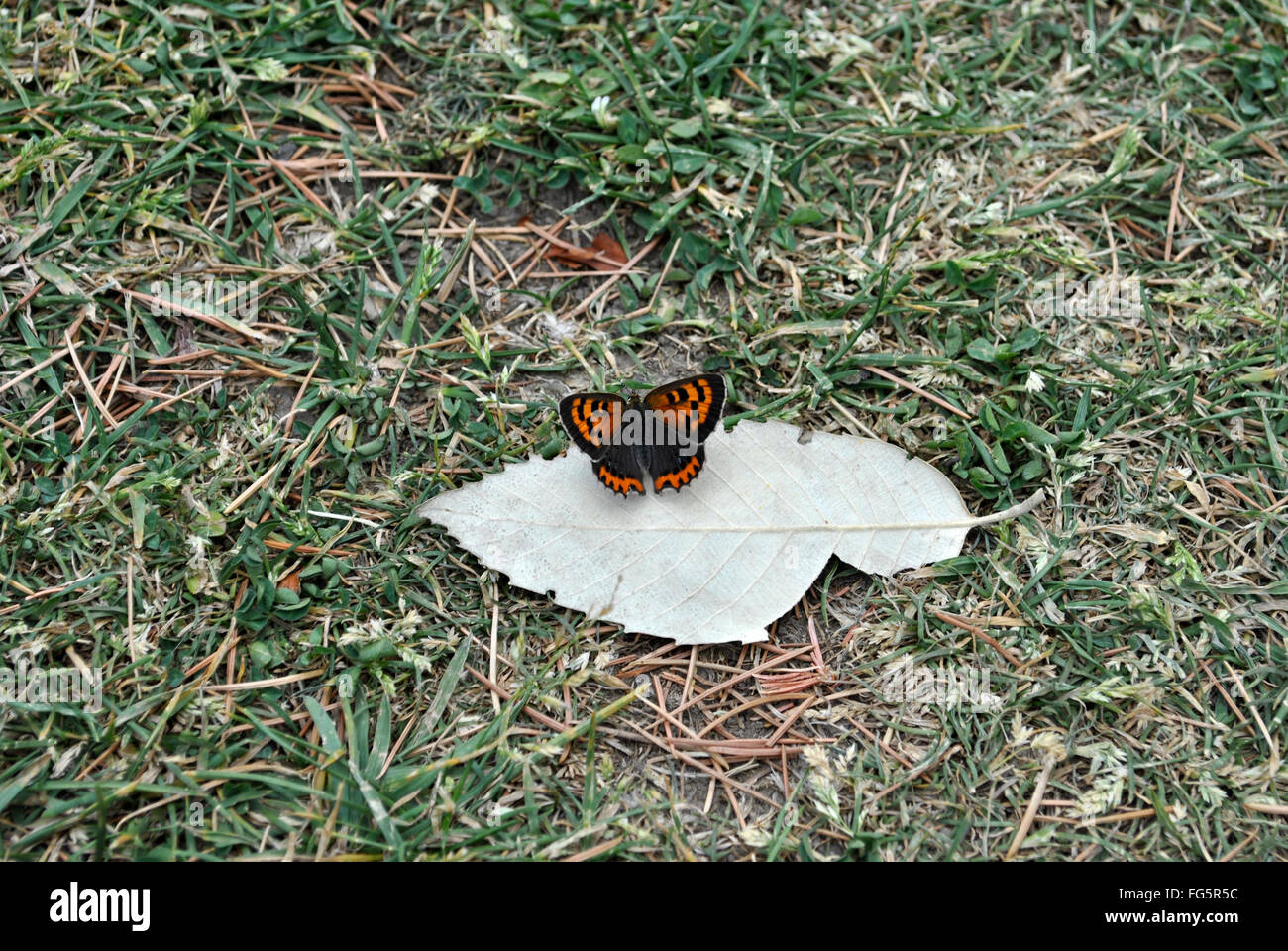 Himalayan butterfly hi-res stock photography and images - Alamy