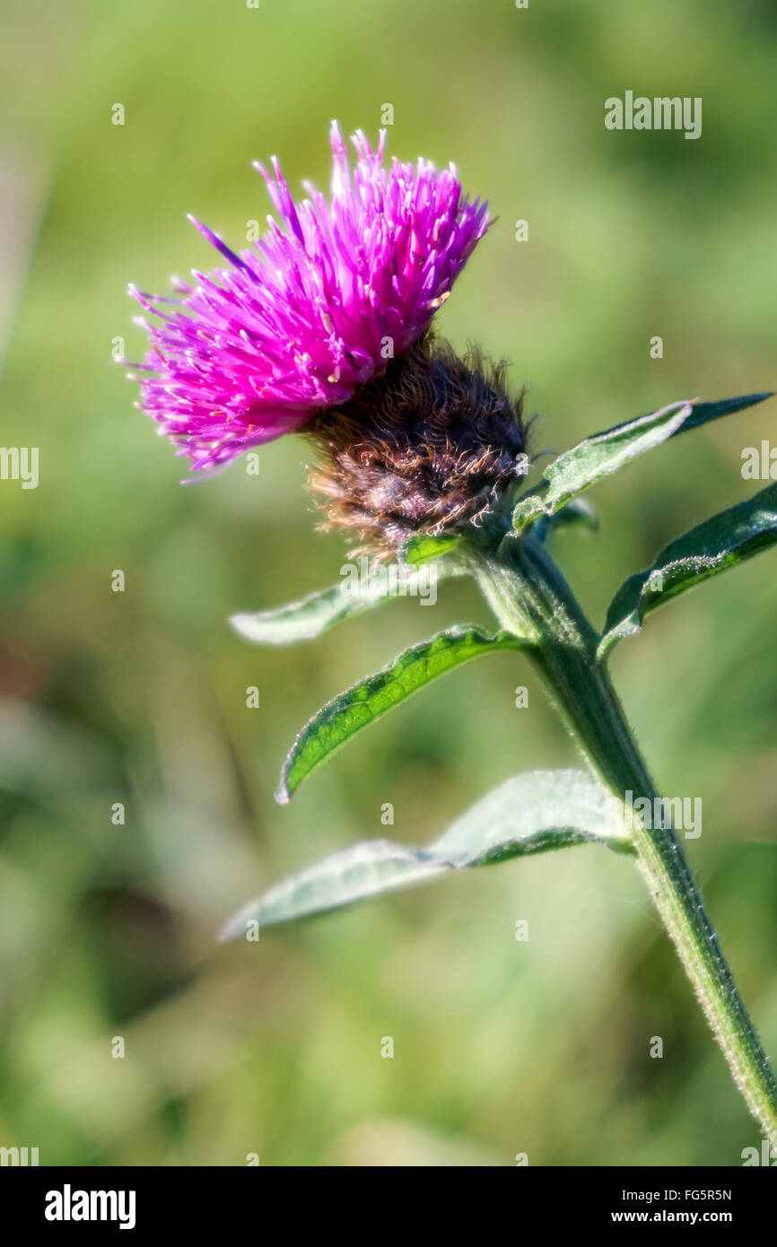 Common Knapweed (Centaurea nigra Stock Photo - Alamy