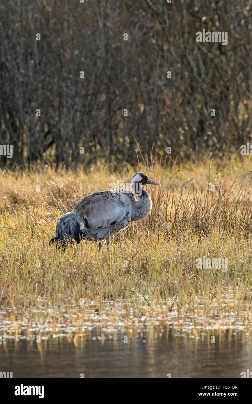 Crane on the marsh in spring Stock Photo - Alamy