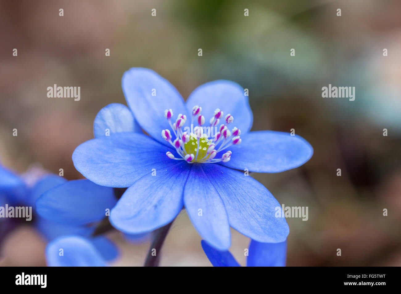 Hepatica flower in early spring Stock Photo - Alamy