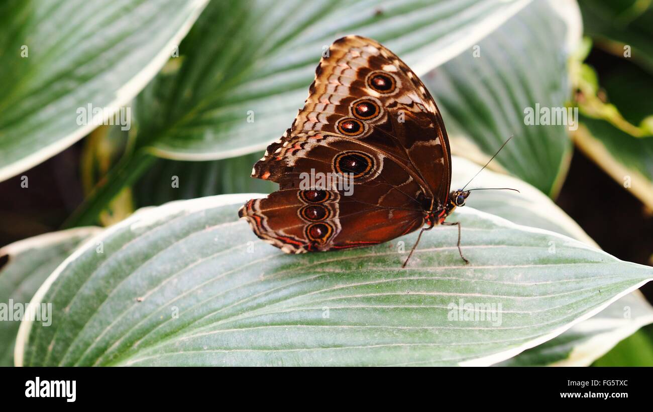 Botanical garden butterfly hi-res stock photography and images - Alamy