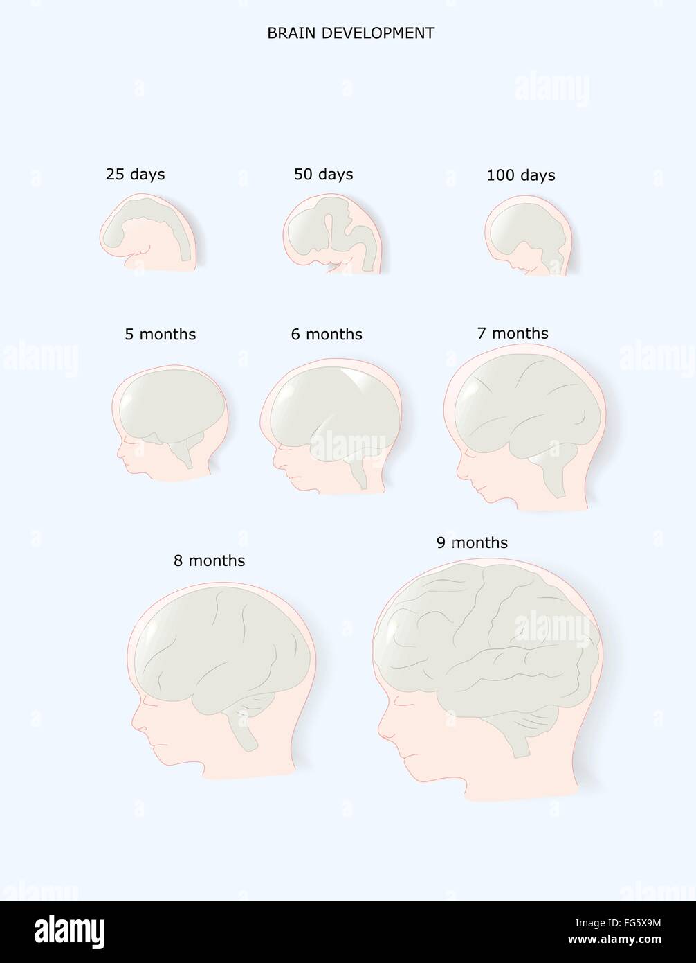 Neural physiology hi-res stock photography and images - Alamy