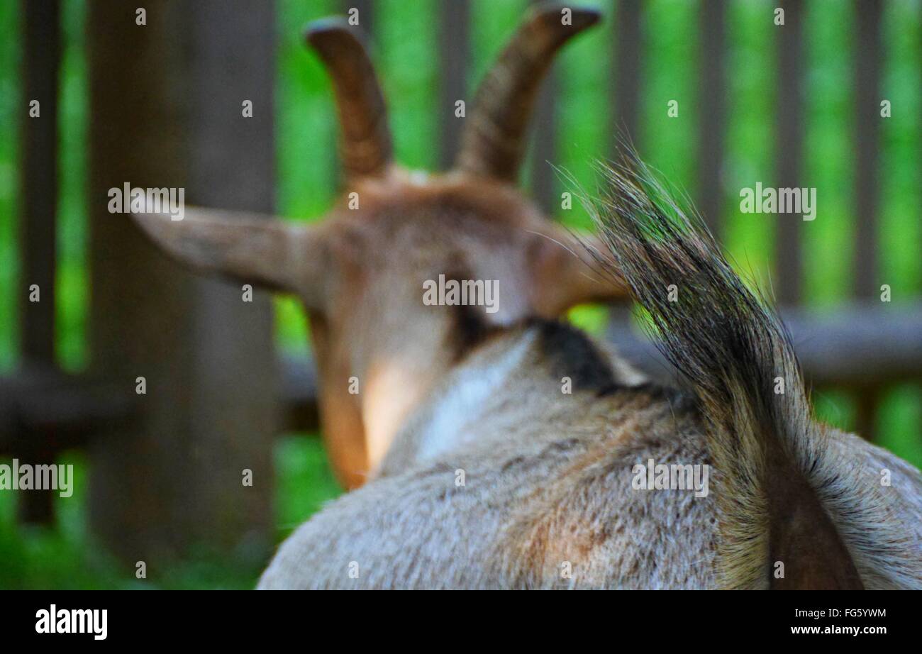 Rear Horned High Resolution Stock Photography and Images - Alamy