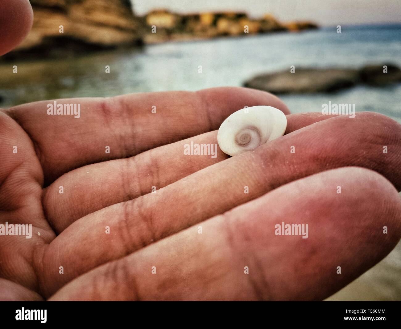 Cropped Hand Holding Sea Shell At Beach Stock Photo - Alamy
