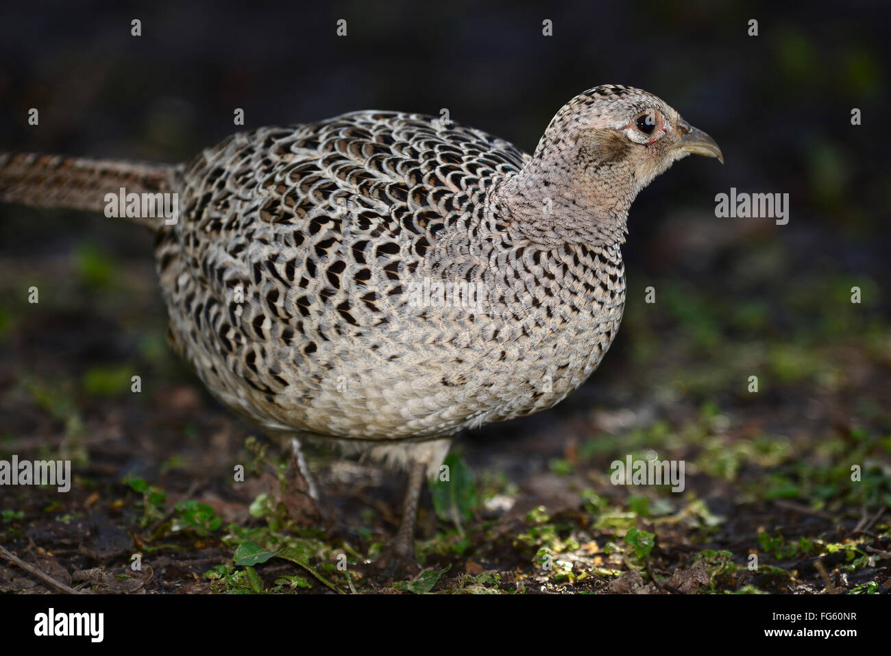 Common pheasant female hi-res stock photography and images - Alamy