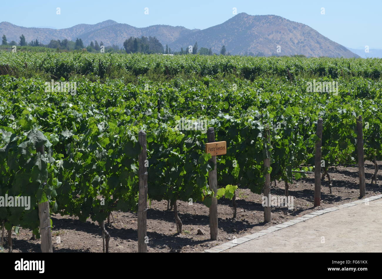 Concha chile hi-res stock photography and images - Alamy