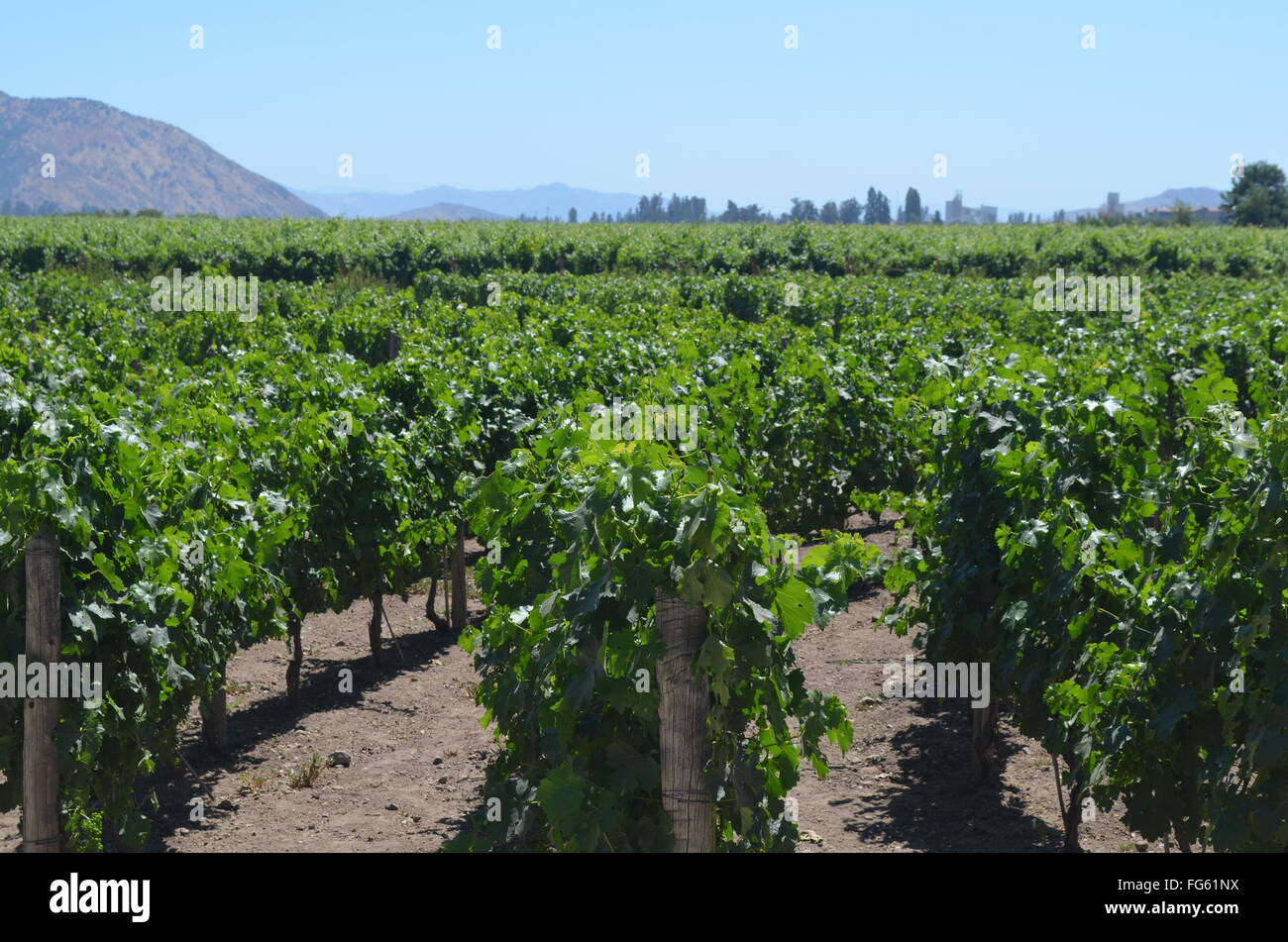 Vineyards at the Concha y Toro winery, near Santiago, Chile Stock Photo ...