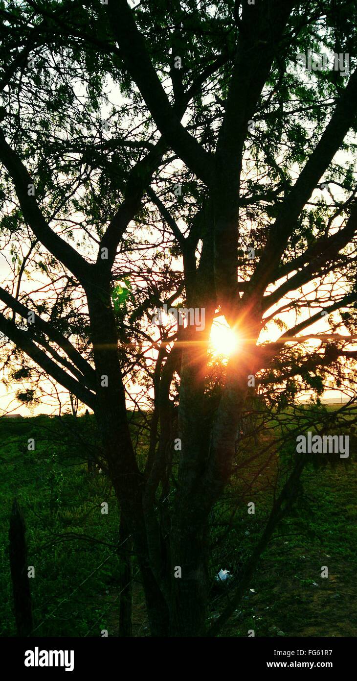 Shining bush hi-res stock photography and images - Alamy
