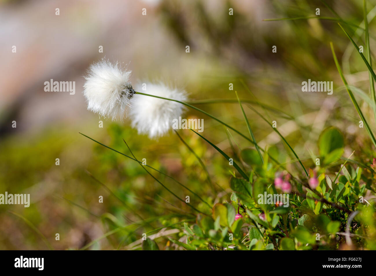 Close Up Of Fragile Plants Stock Photo - Alamy