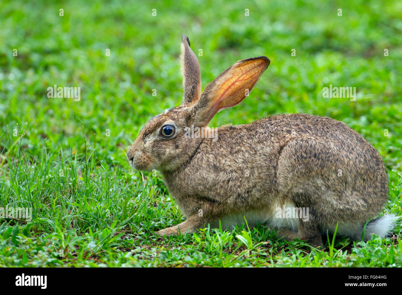 Scrub hare Lepus saxatilis Natal S. Africa Stock Photo - Alamy