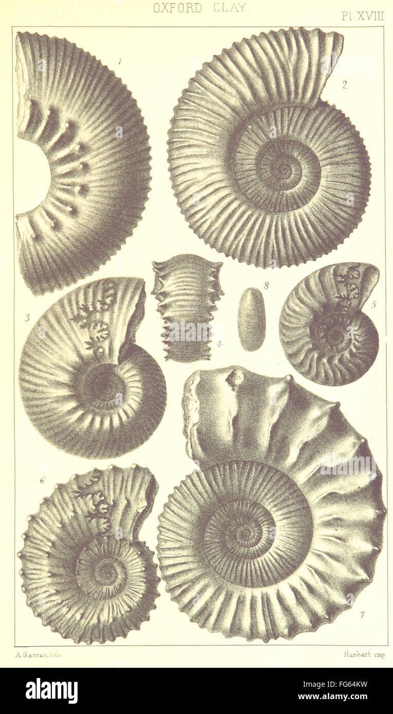 'A Supplement to the Geology of Weymouth and the Isle of Portland ...
