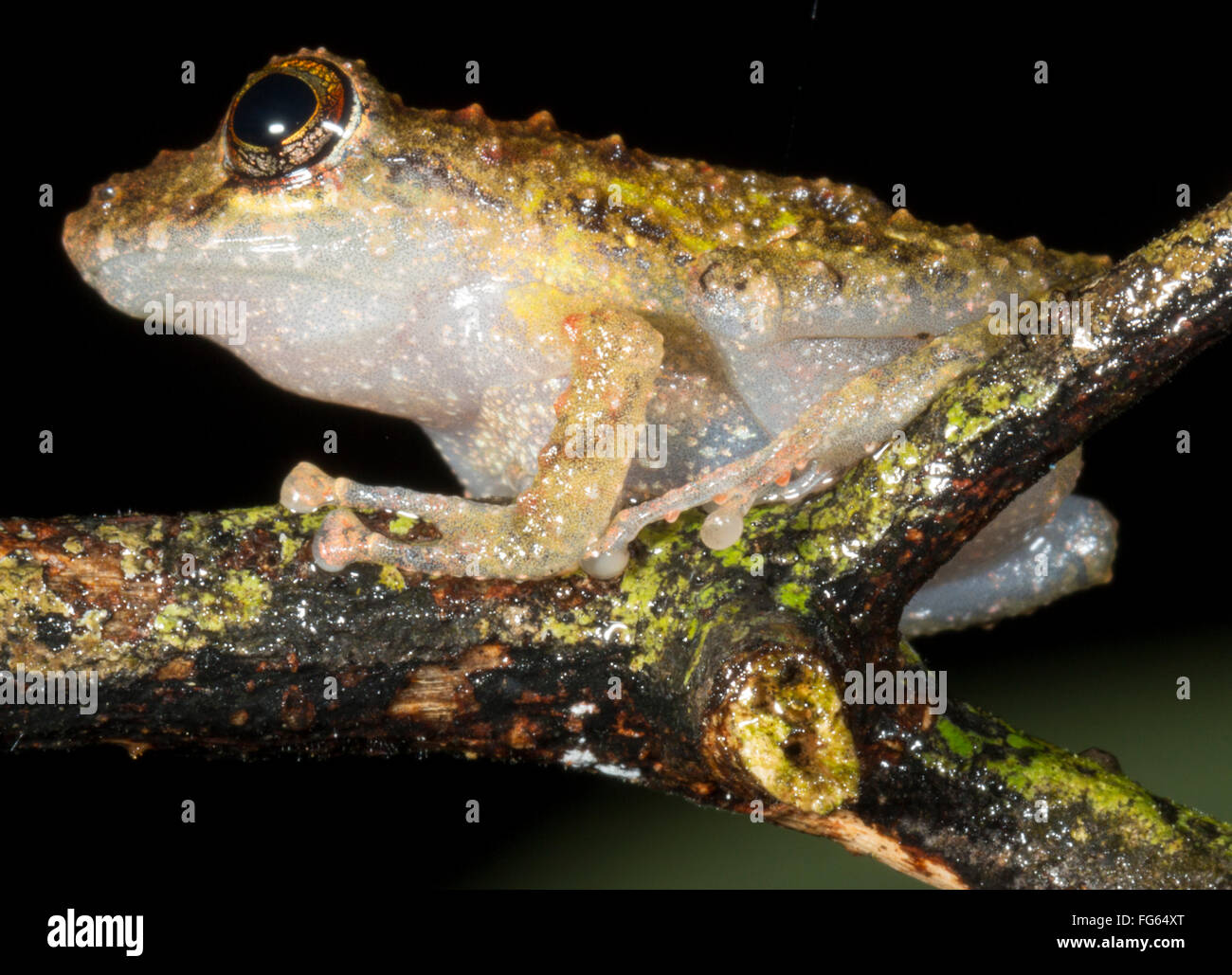 A warty Diadem Rain Frog (Pristimantis diadematus) in rainforest ...