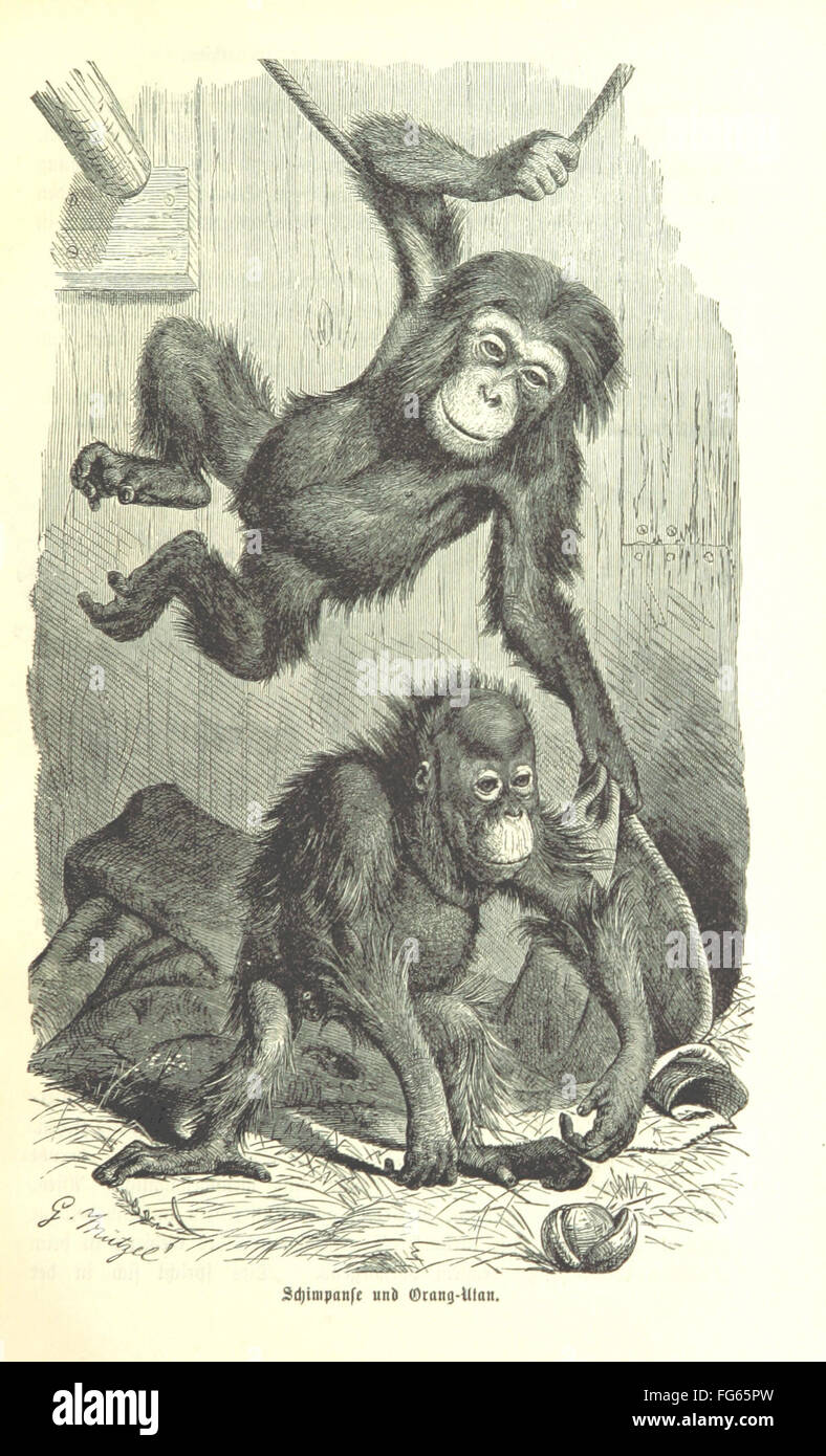 This German-language work explores human evolution, the spread and ...