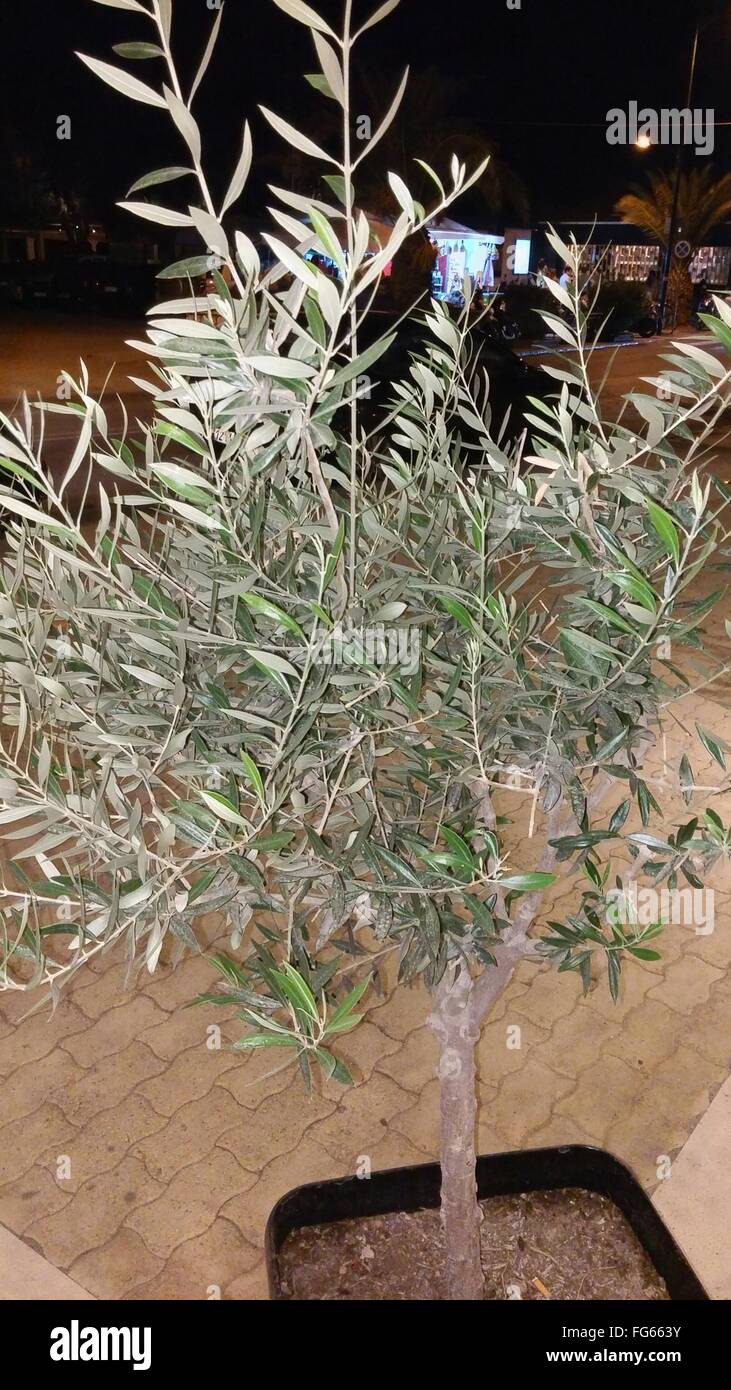 Olive tree at night hi-res stock photography and images - Alamy