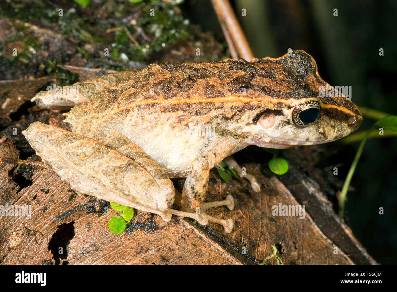 Metallic Robber Frog (Pristimantis lanthanites) in the rainforest ...