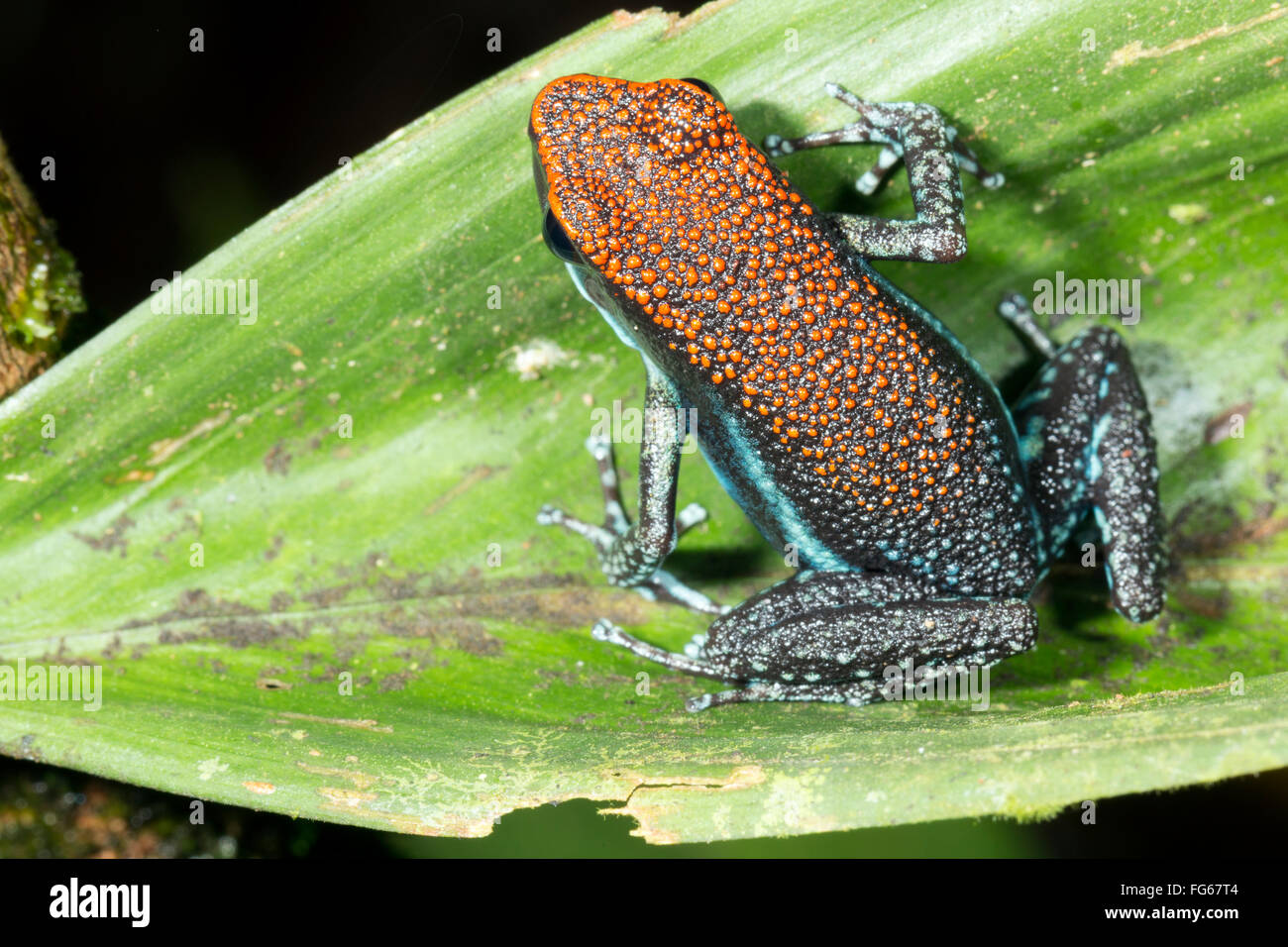 Amazon rainforest poison dart frog hi-res stock photography and images ...