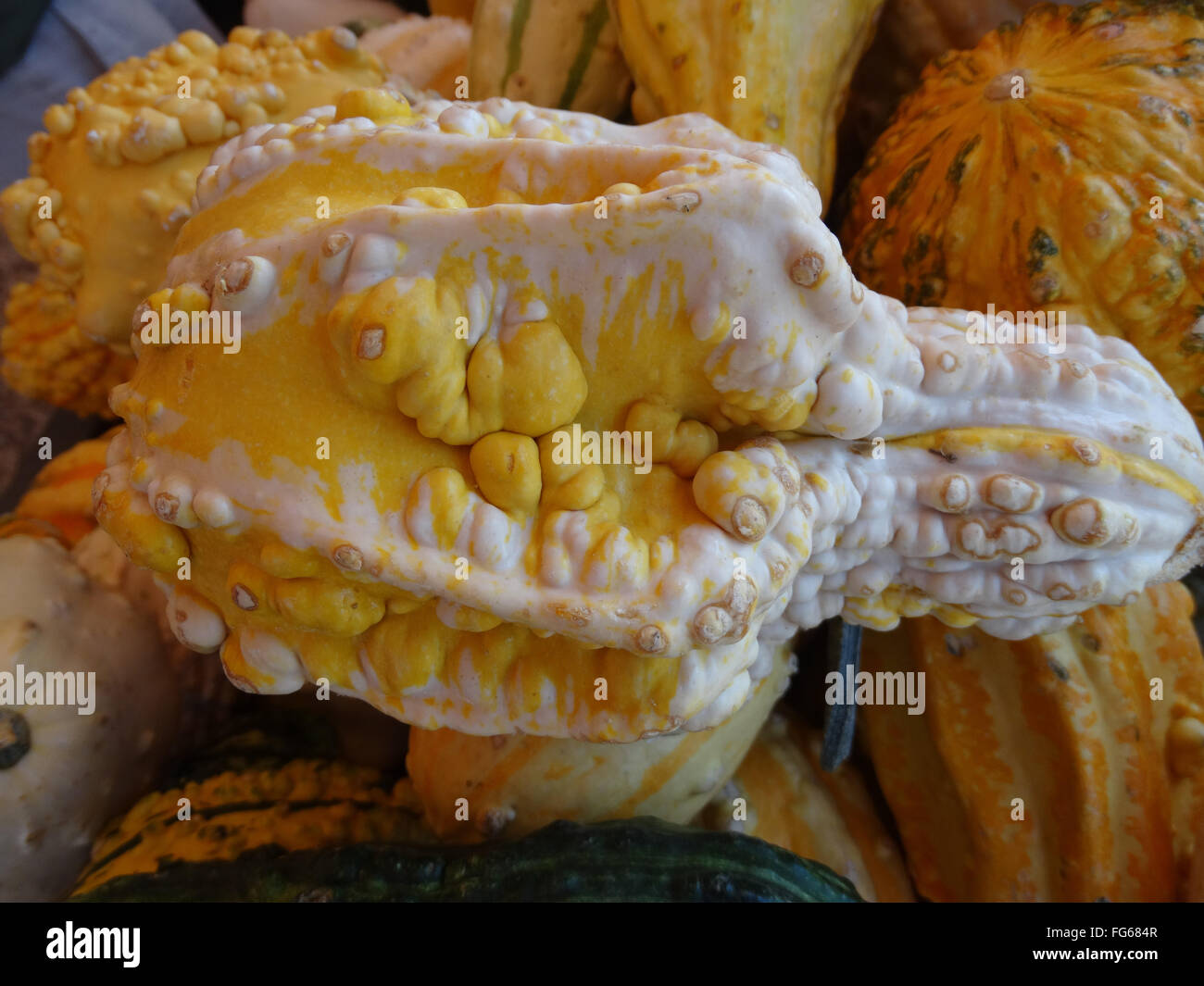 Cucurbita pepo, Warty Autumn Wings, ornamental gourd with sharp angles ...